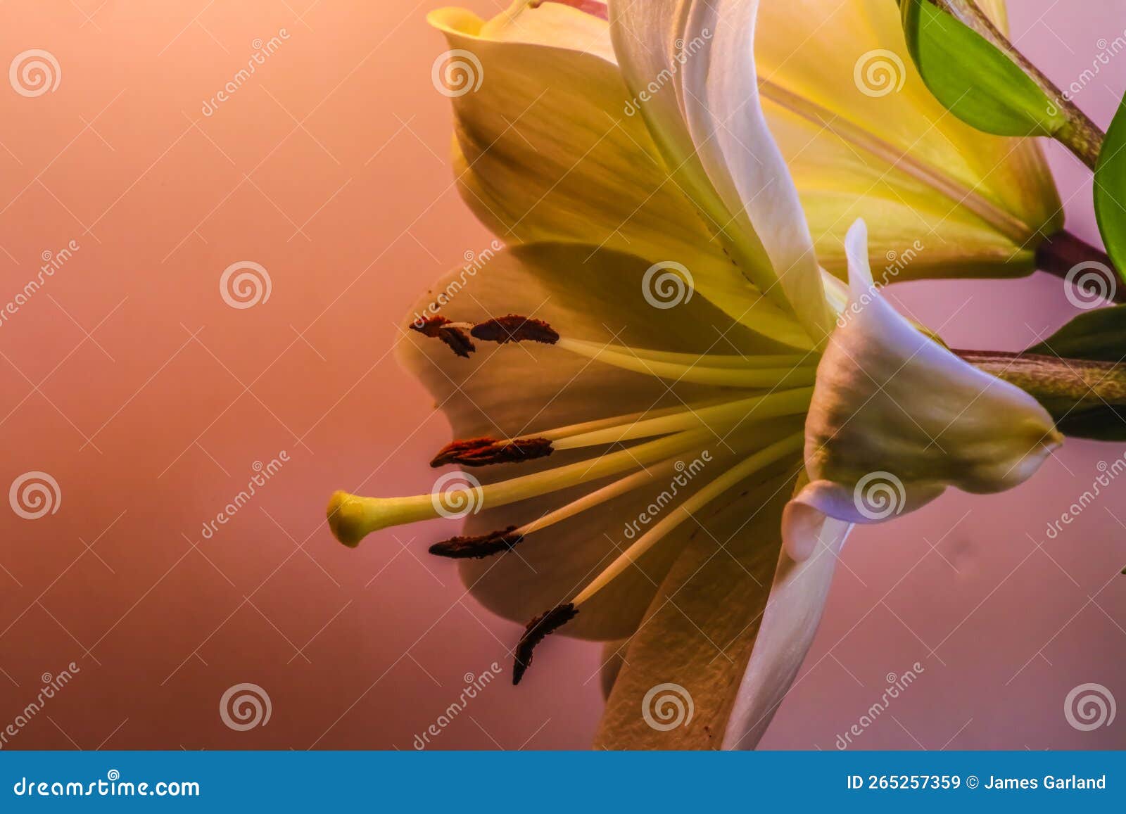 Day lilies . side view stock image. Image of colours - 265257359