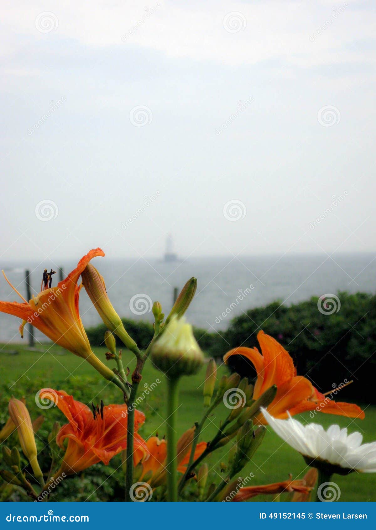 Day Lilies with Lighthouse stock image. Image of background - 49152145