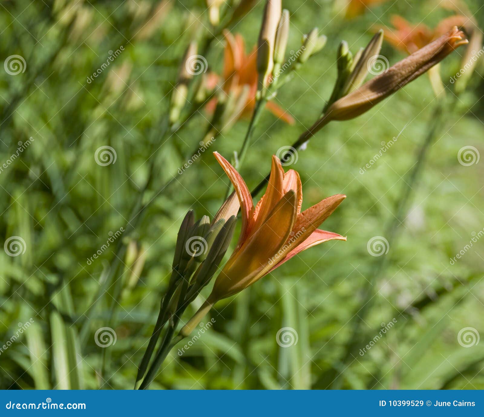 Day Lilly stock image. Image of flower, stem, plant, leaves - 10399529