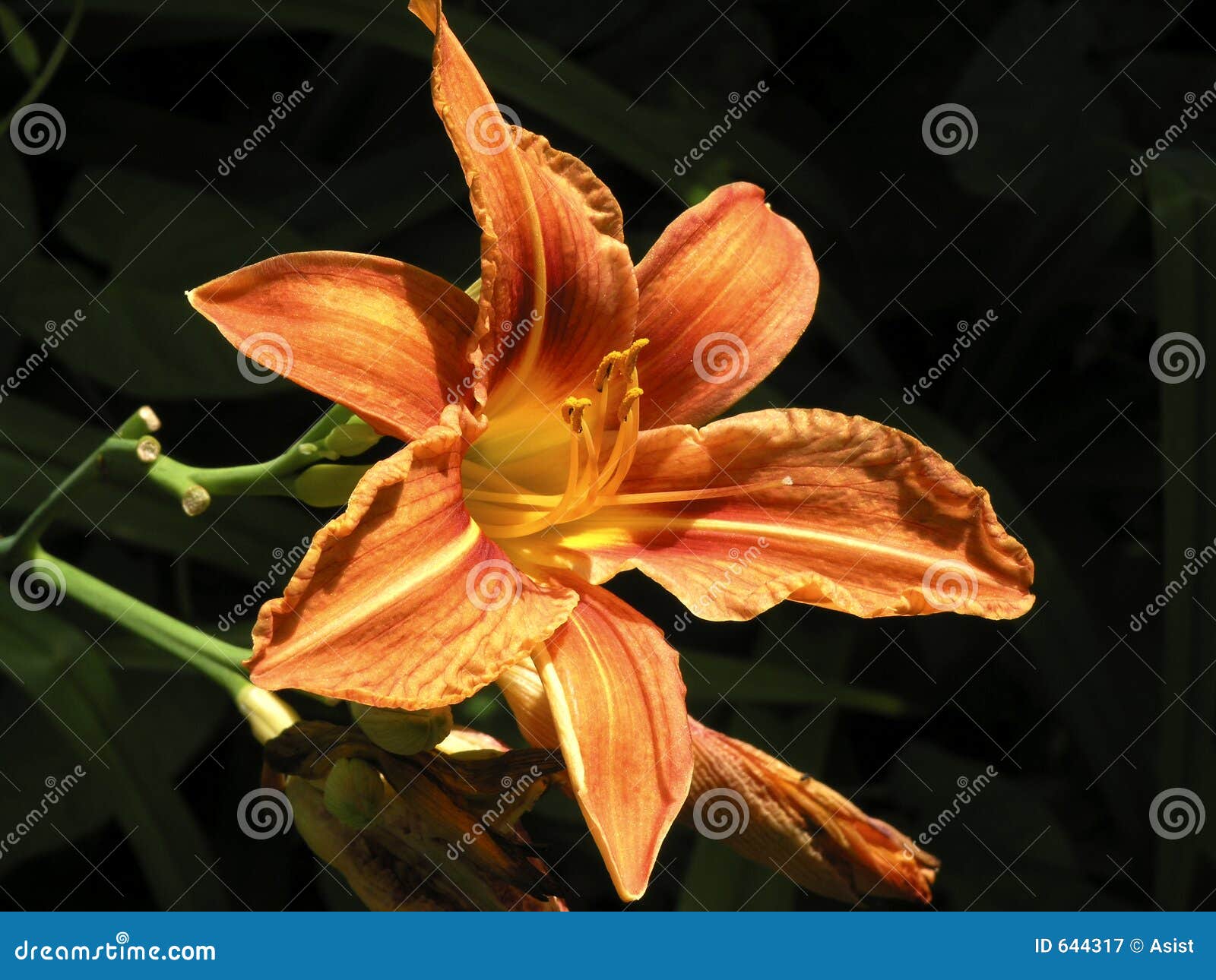Day lilly stock image. Image of flowers, beauty, petal - 644317