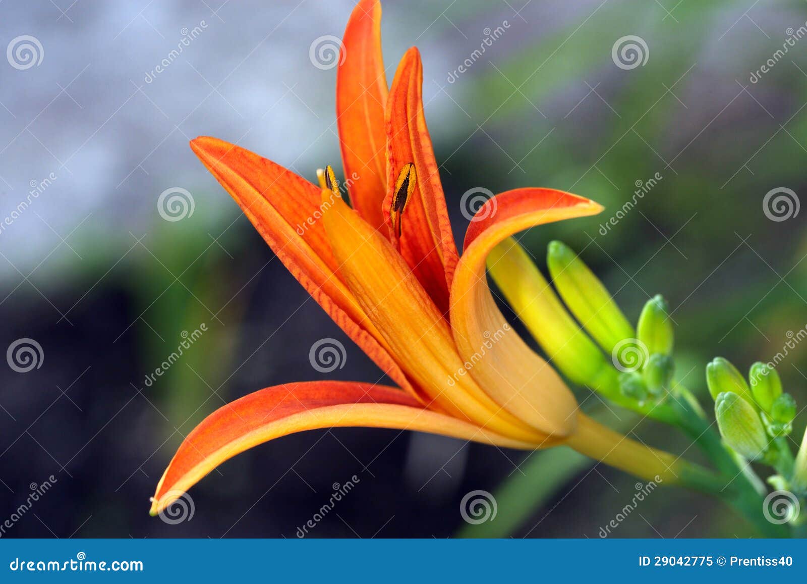 Day lily bud stock image. Image of beautiful, freshness - 29042775