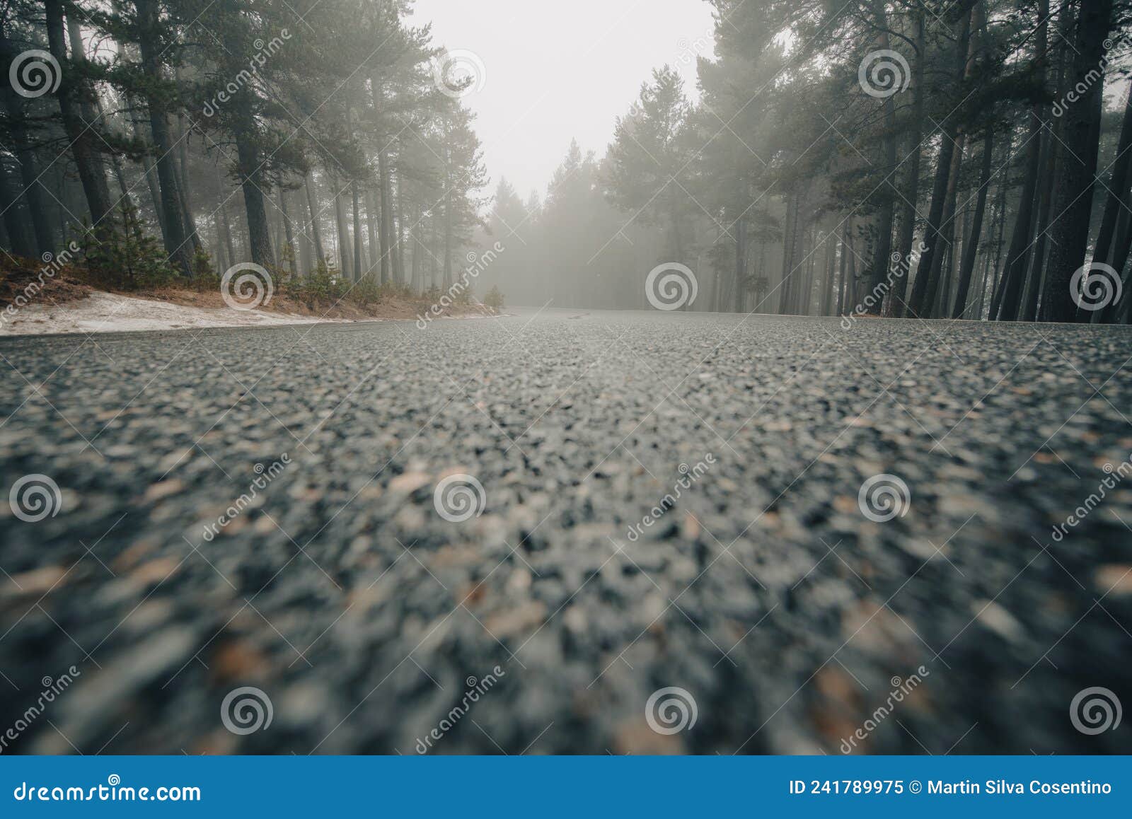Day with a Lot of Fog in the Forest in the Pyrenees Stock Image - Image ...