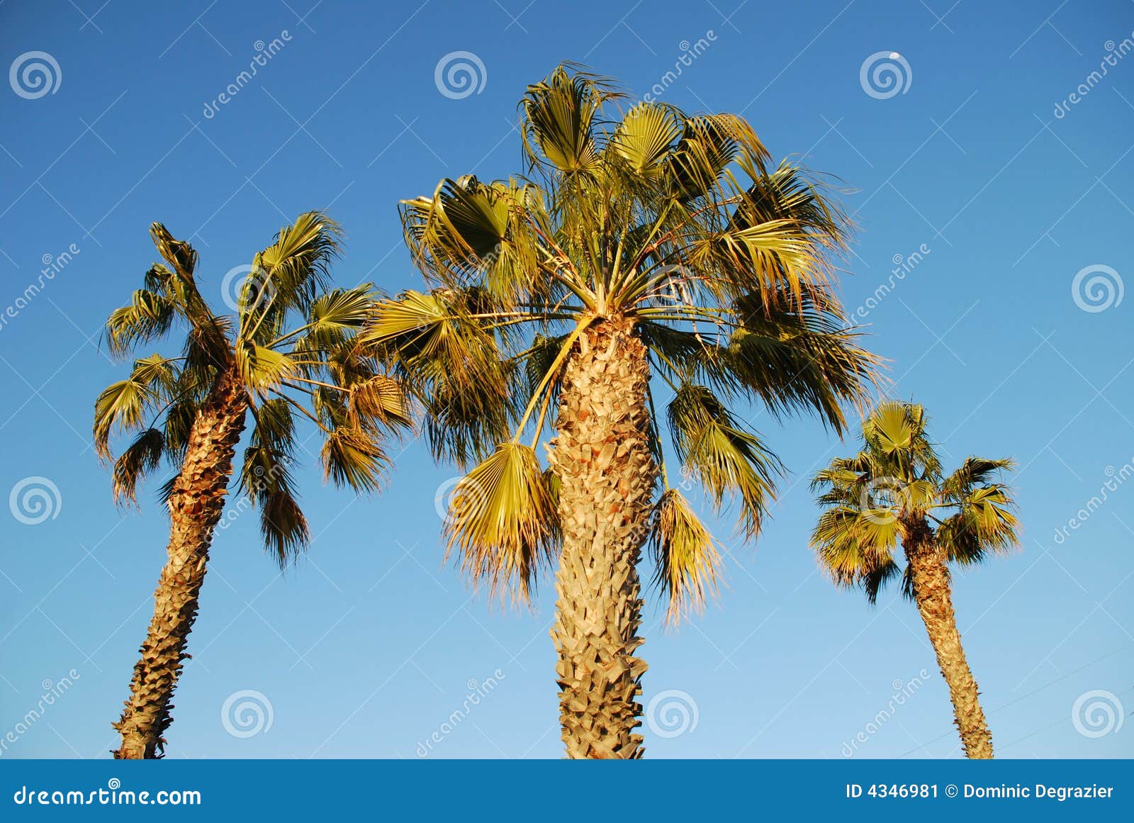 Day Moon Palm Trees stock image. Image of palm, three - 4346981