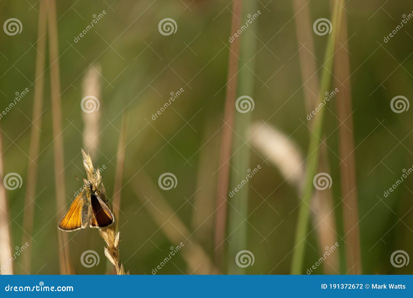 Day Moth Resting on Grass Seed Head Stock Photo - Image of head, nature ...