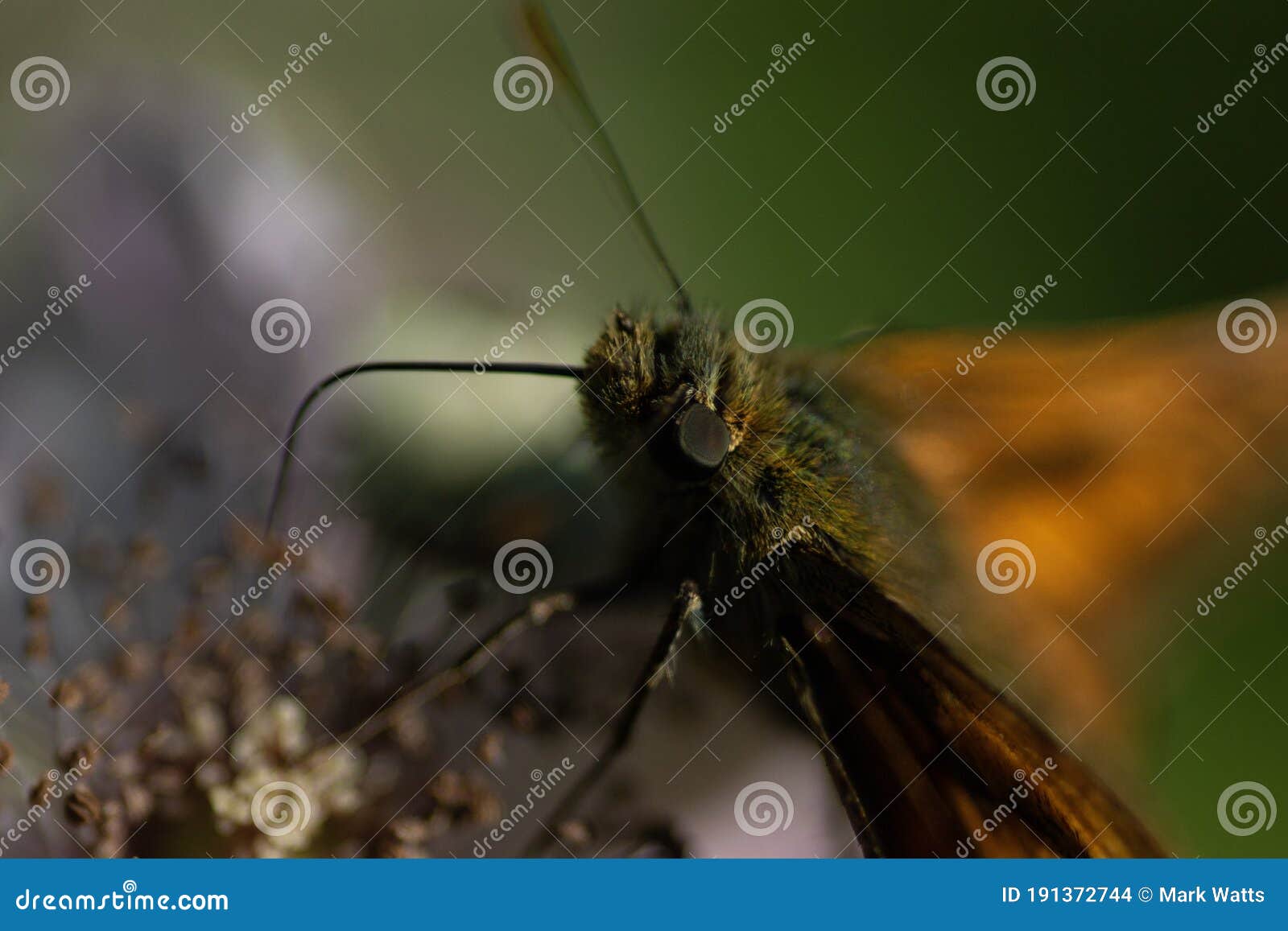 Day moths compound eye stock photo. Image of flower - 191372744