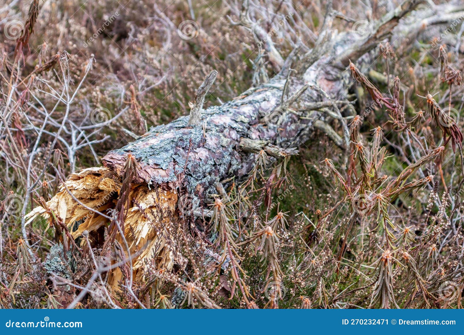 Nature View of a Swamp with a Wind Blown Pine Tree in the Foreground ...