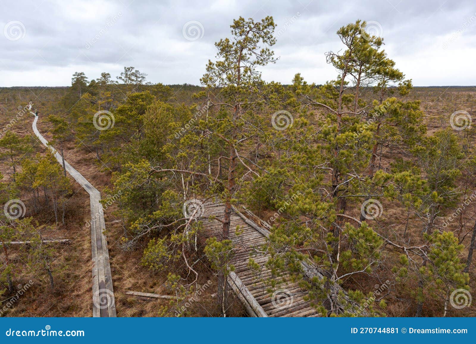 Day Nature View of Brown and Green Bog with Bog Walking Path from Above ...