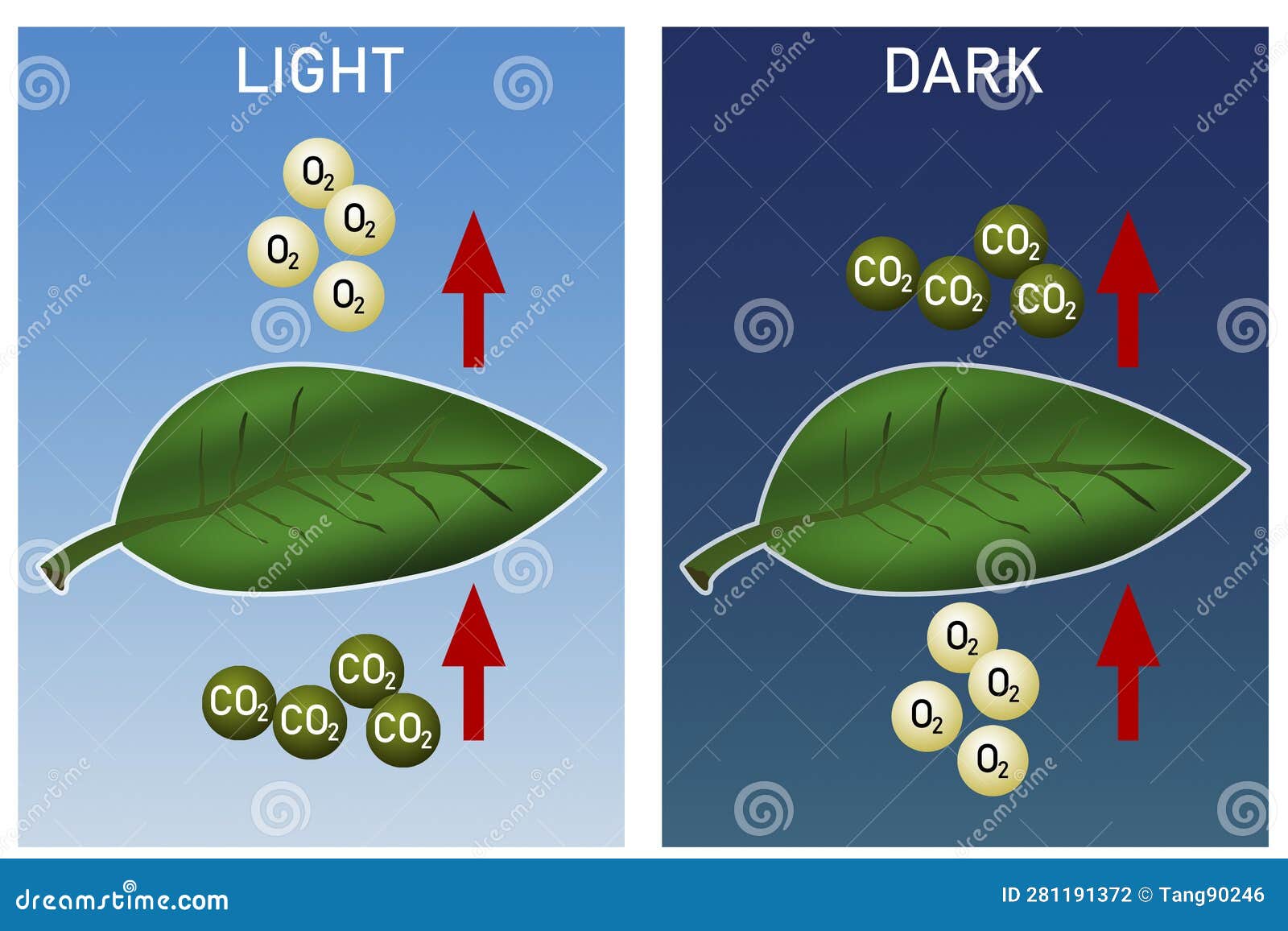 Photosynthesis Diagram. Process Of Plant Produce Oxygen. Photosynthesis ... Photosynthesis Diagram. Process Of Plant Produce Oxygen. Photosynthesis ...