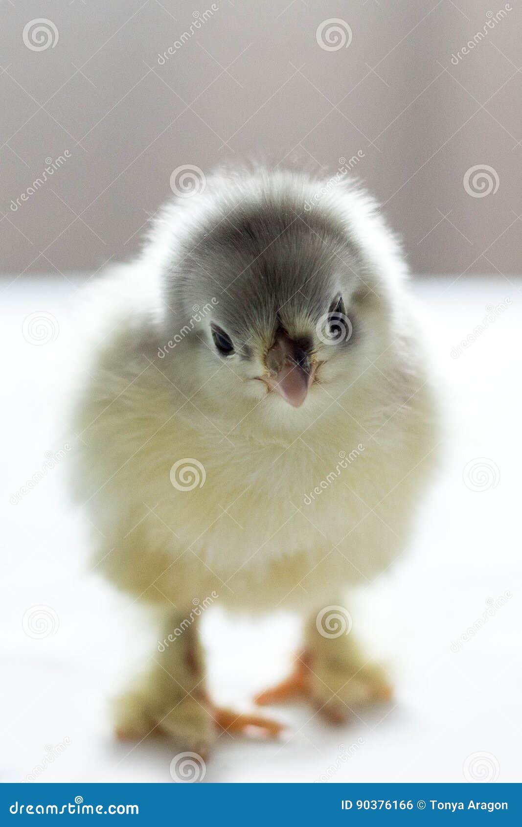 Day old baby chick. stock photo. Image of small, poultry - 90376166