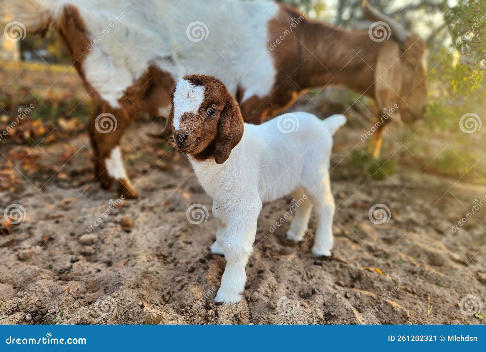 Day old baby goat and mom stock image. Image of bovine - 261202321