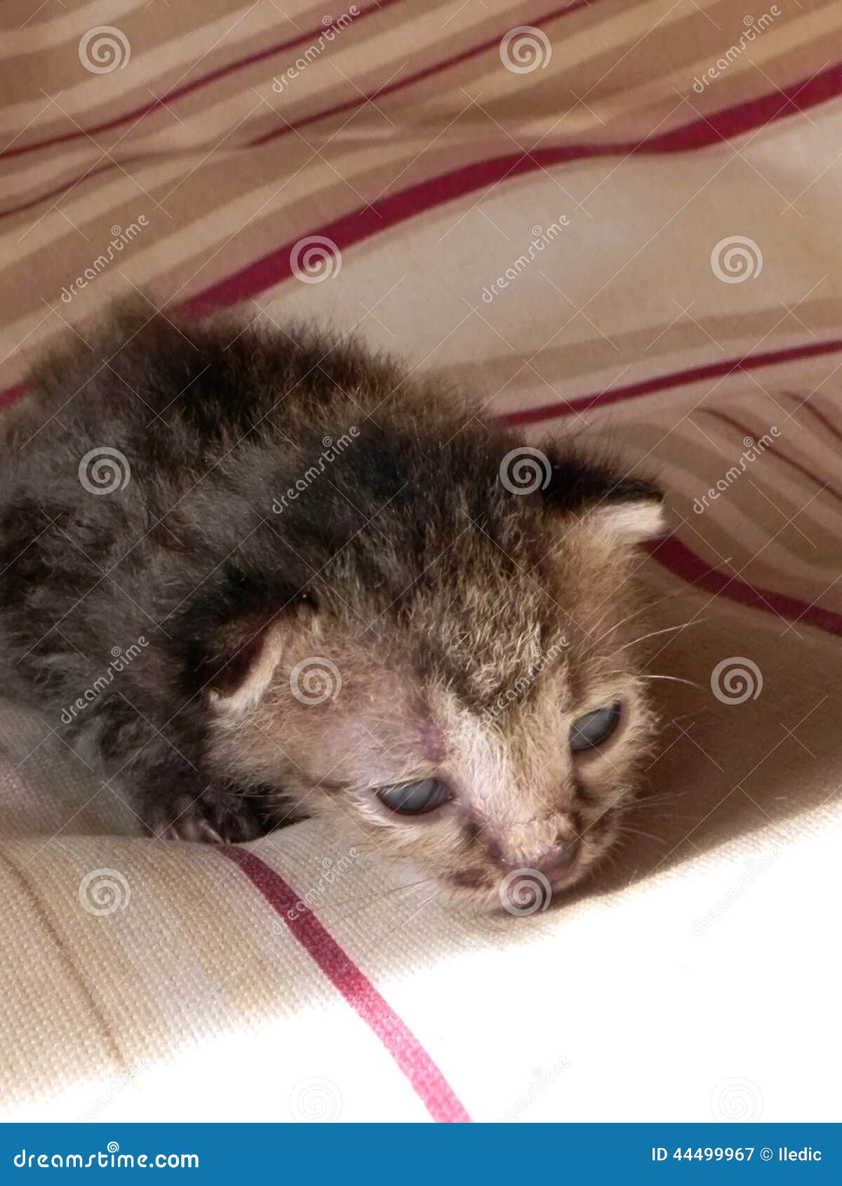 17 day old cat stock image. Image of small, days, newborn - 44499967