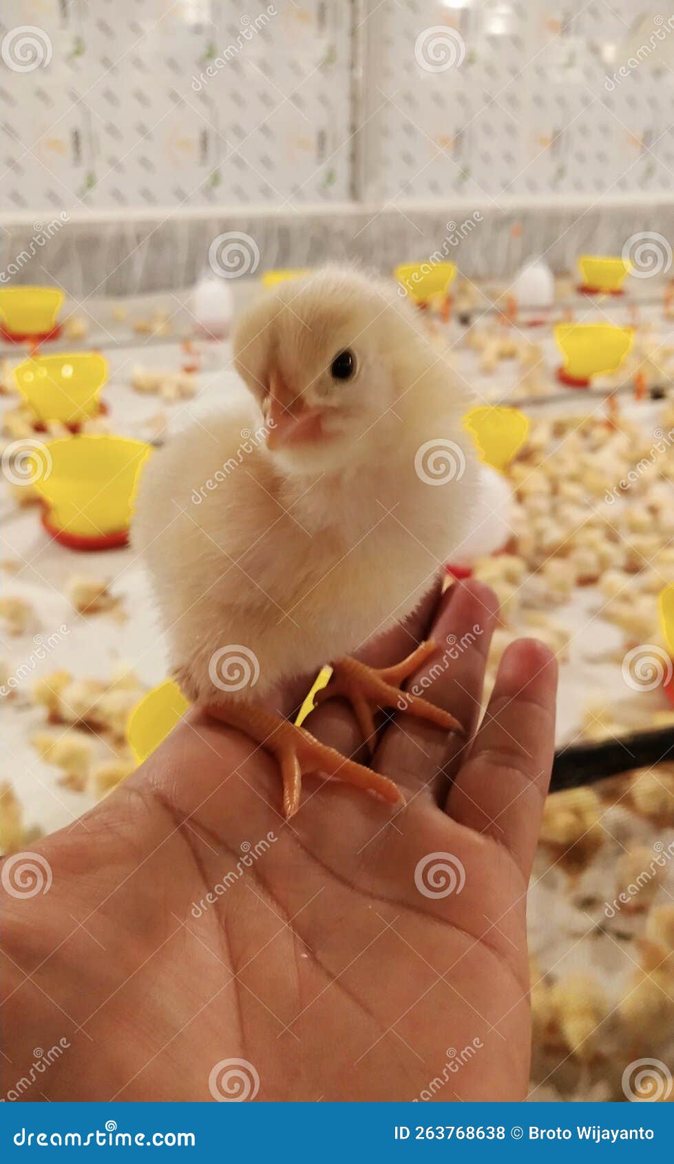 Day old chick stock photo. Image of chick, chicken, breeding - 263768638