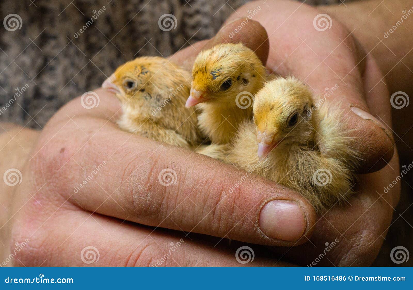 Day-old Chicks of Quail in the Hands of a Farmer Stock Photo - Image of ...