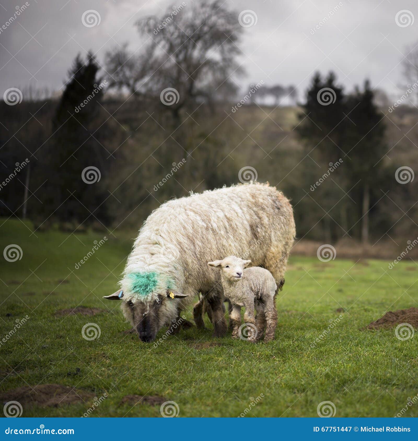 Day-old Lambs and Ewe. Spring. UK Stock Image - Image of sheep, ewes ...