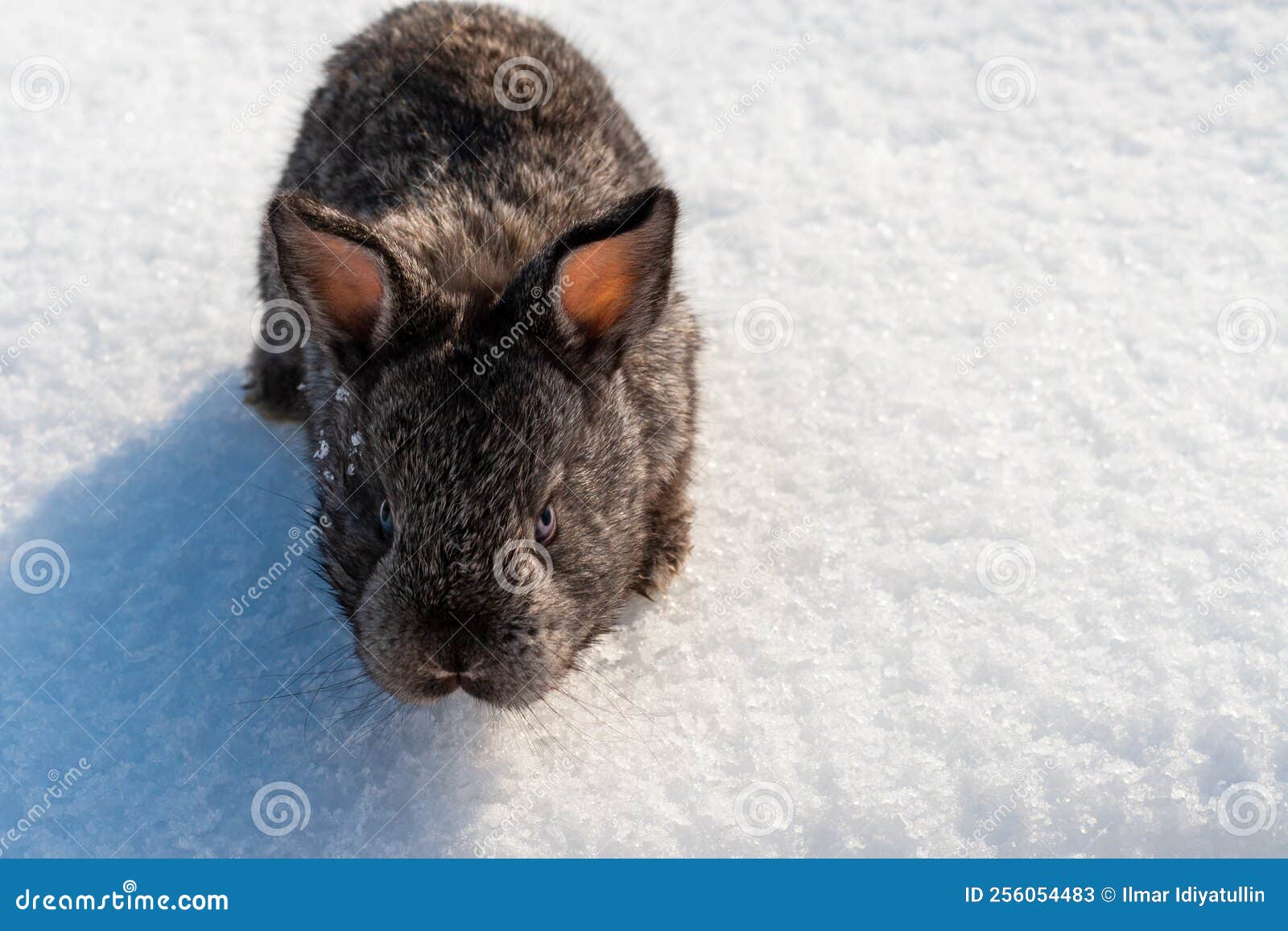 25 Day Old Rabbit. Cute Little Gray Rabbit Posing in the Snow, with ...