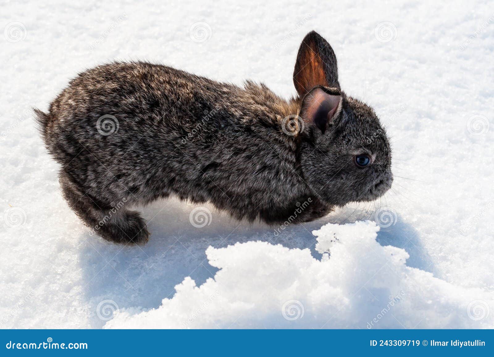 25 Day Old Rabbit. a Small Gray Rabbit Jumps in the Snow. 2023 is the ...