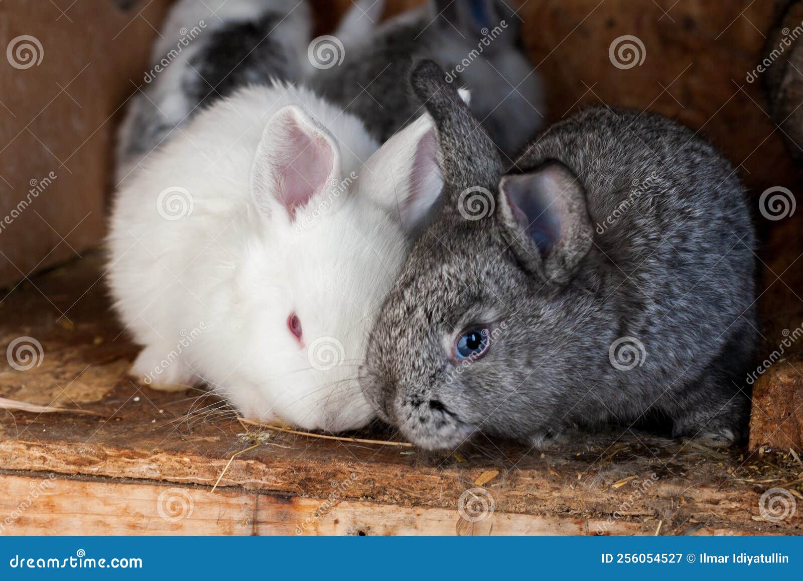 29 Day Old Rabbits. Curious Little Rabbits in the Nest Stock Image ...