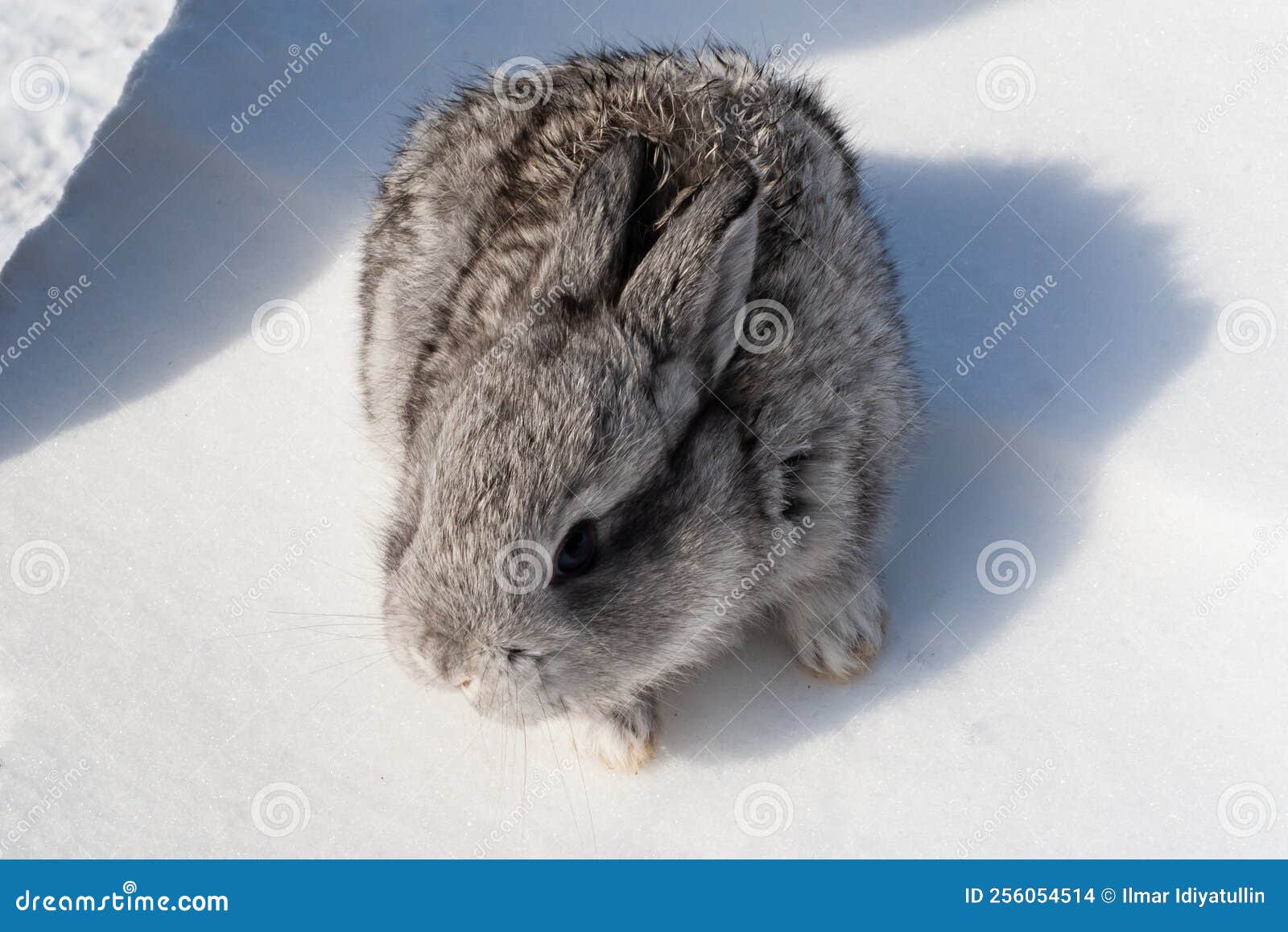 29 Day Old Rabbits. a Gray Little Rabbit Sits on the Snow Stock Photo ...
