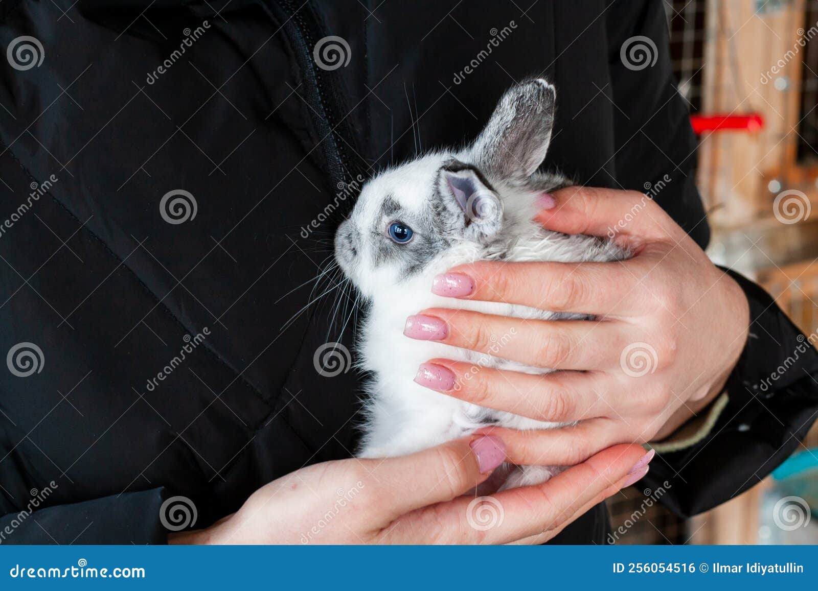 29 Day Old Rabbits. the Hostess Holds in Her Hands a Small Motley ...