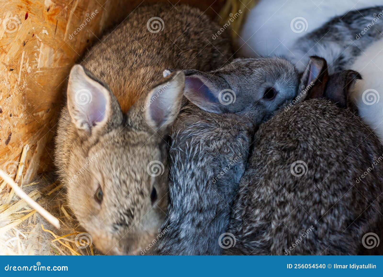 29 Day Old Rabbits. Little Fluffy Rabbits in the Nest Stock Photo ...