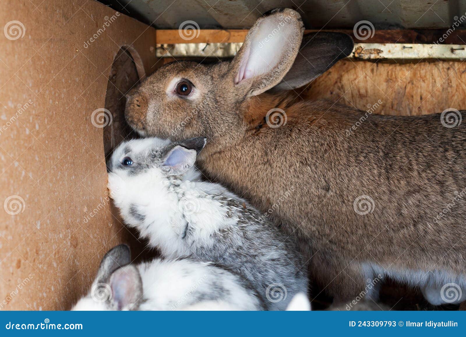 29 Day Old Rabbits. Mother Rabbit with Rabbits in the Nest Stock Image ...