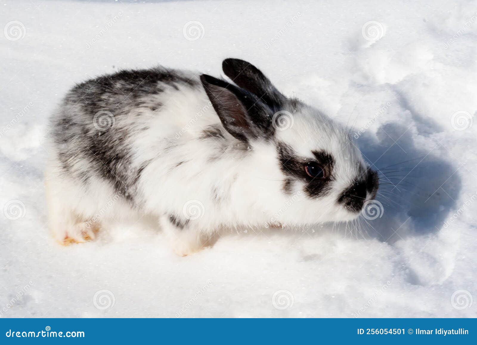 29 Day Old Rabbits. Motley Curious Rabbit in the Snow Stock Image ...