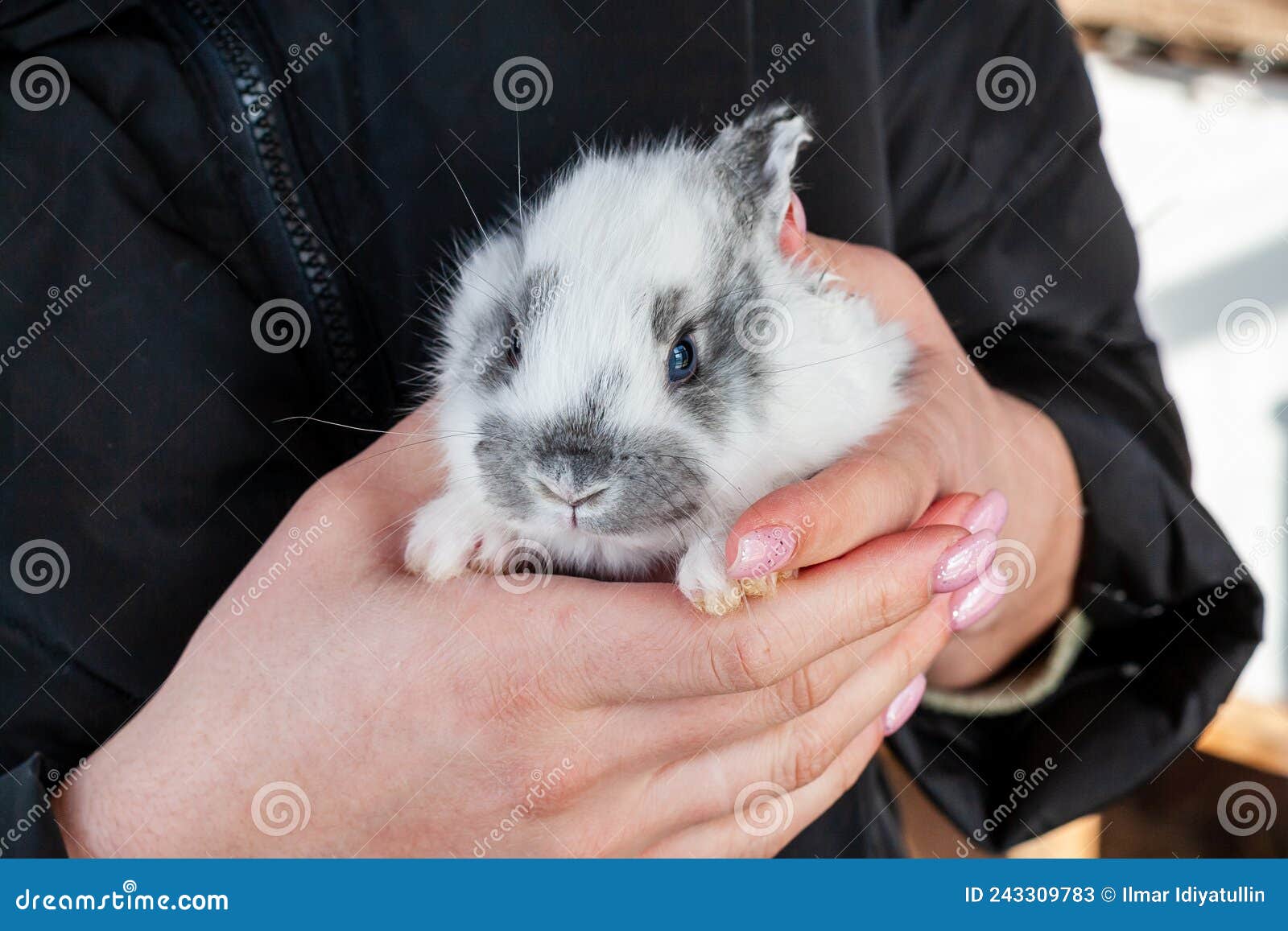29 Day Old Rabbits. Motley Little Rabbit in Ladies` Hands Stock Image ...