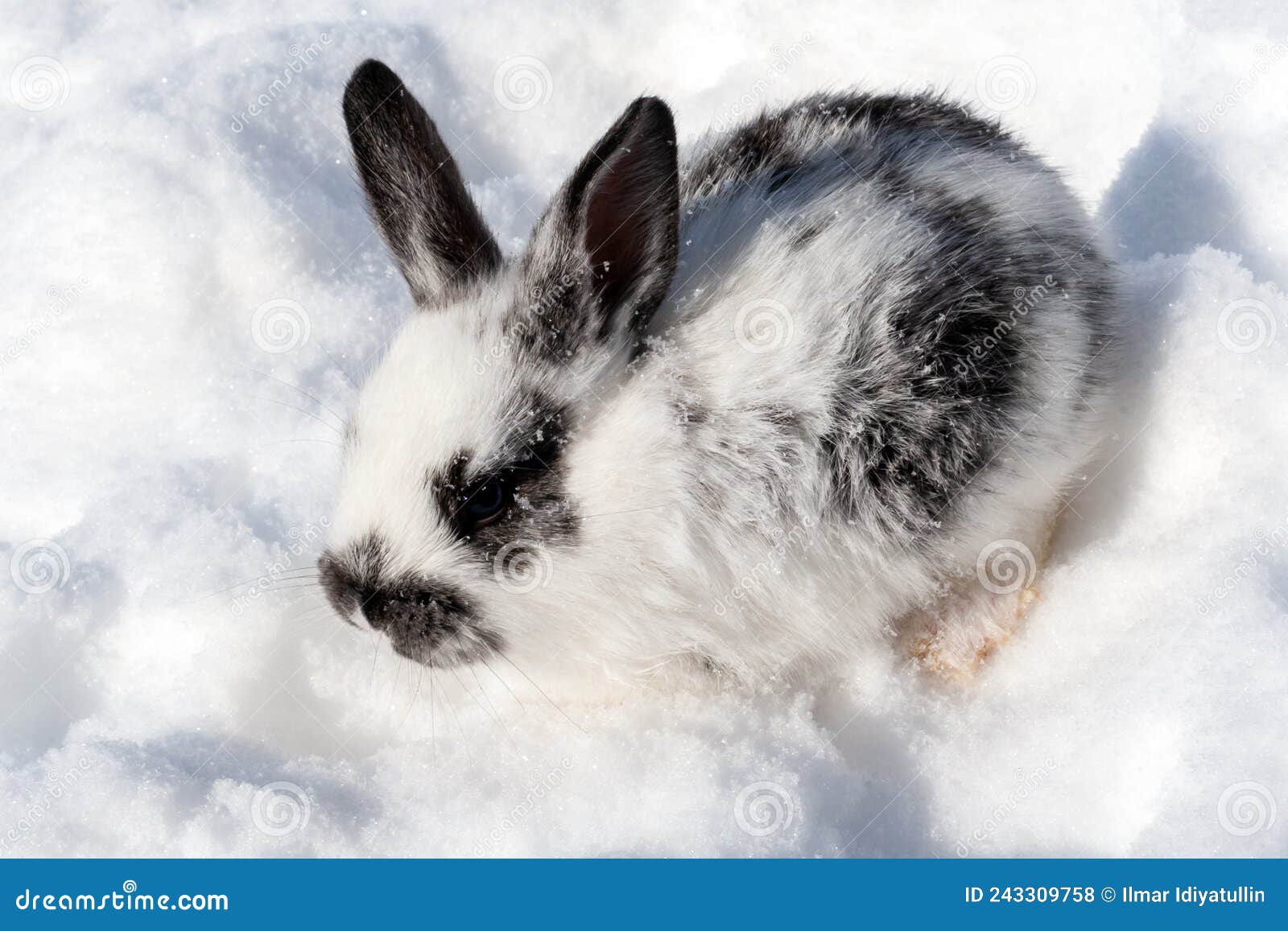 29 Day Old Rabbits. a Motley Rabbit Hid in the Snow Stock Photo - Image ...