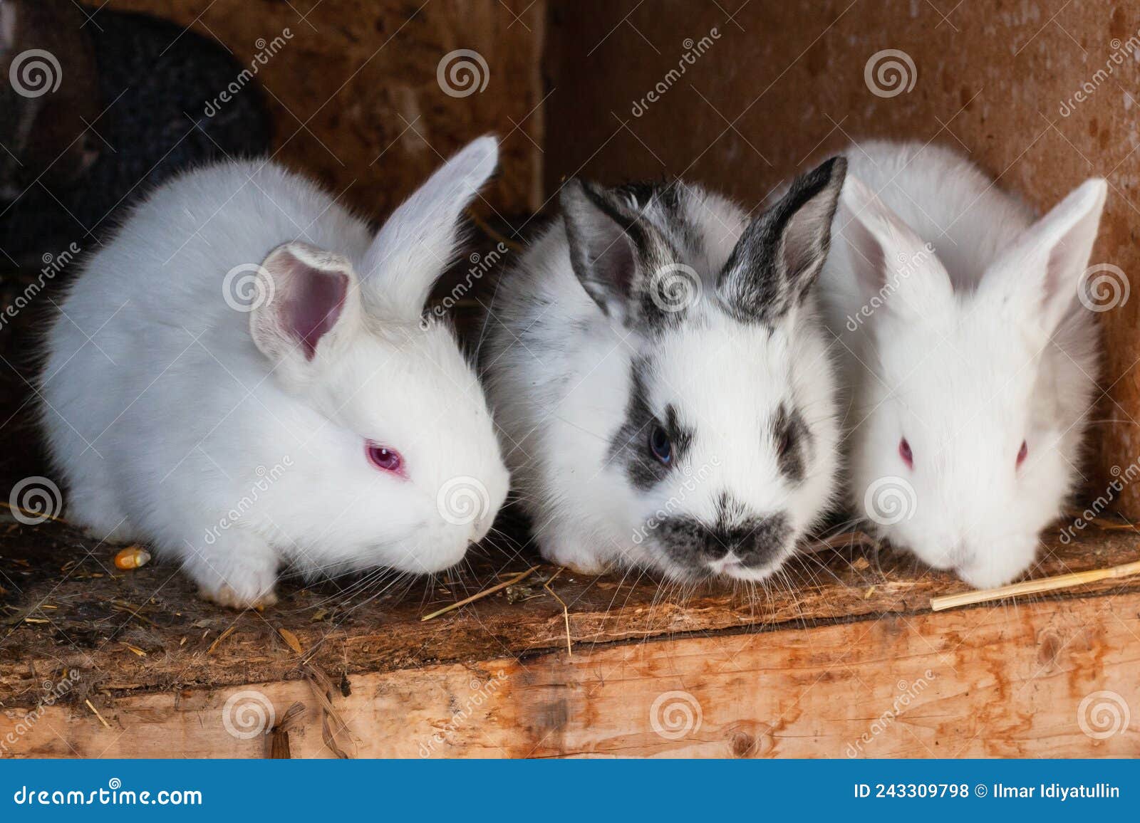 29 Day Old Rabbits. Three Little Fluffy Curious Rabbits Stock Photo ...