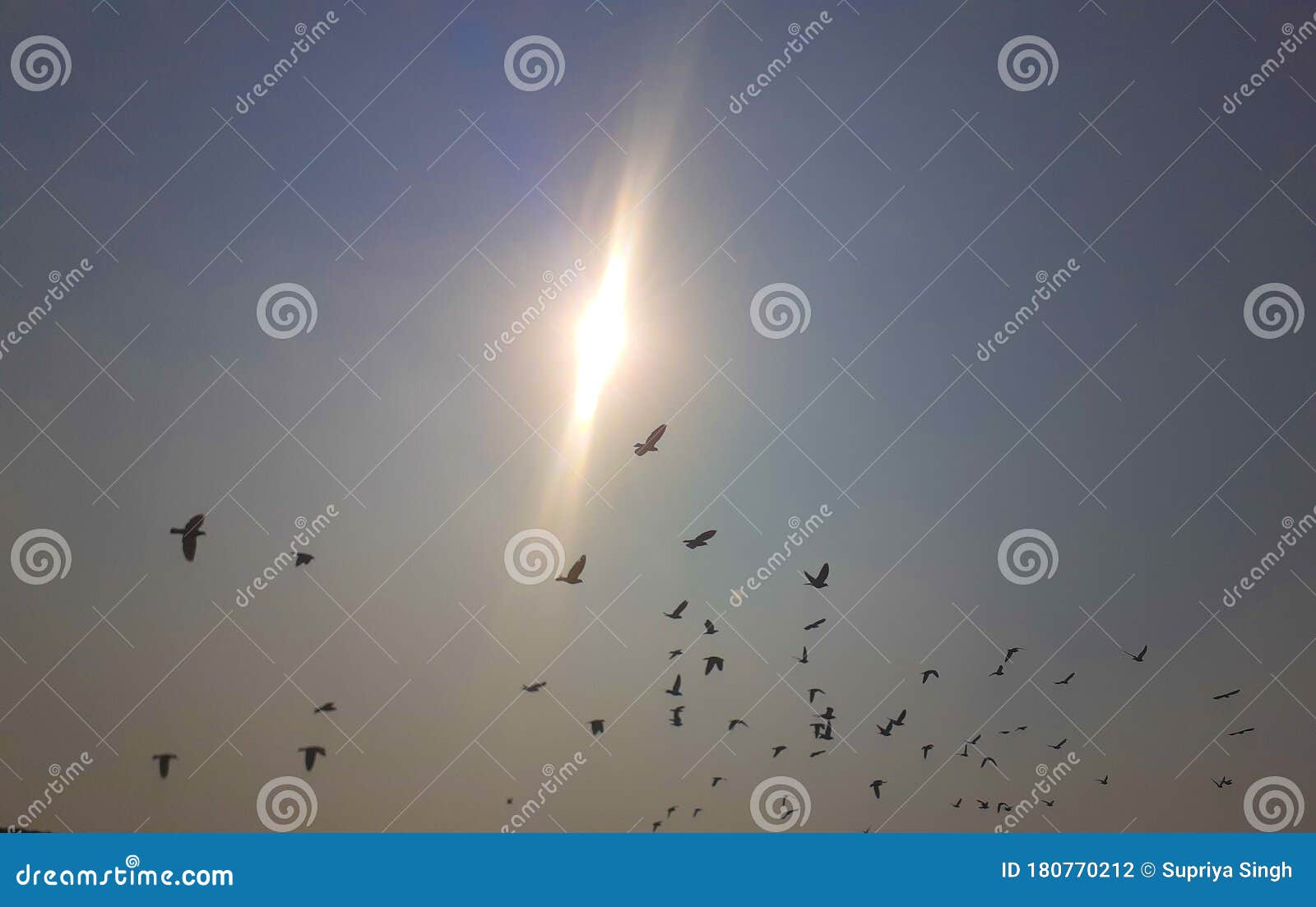 Day Sky View Birds Flying in the Sky Stock Photo - Image of birds, view ...