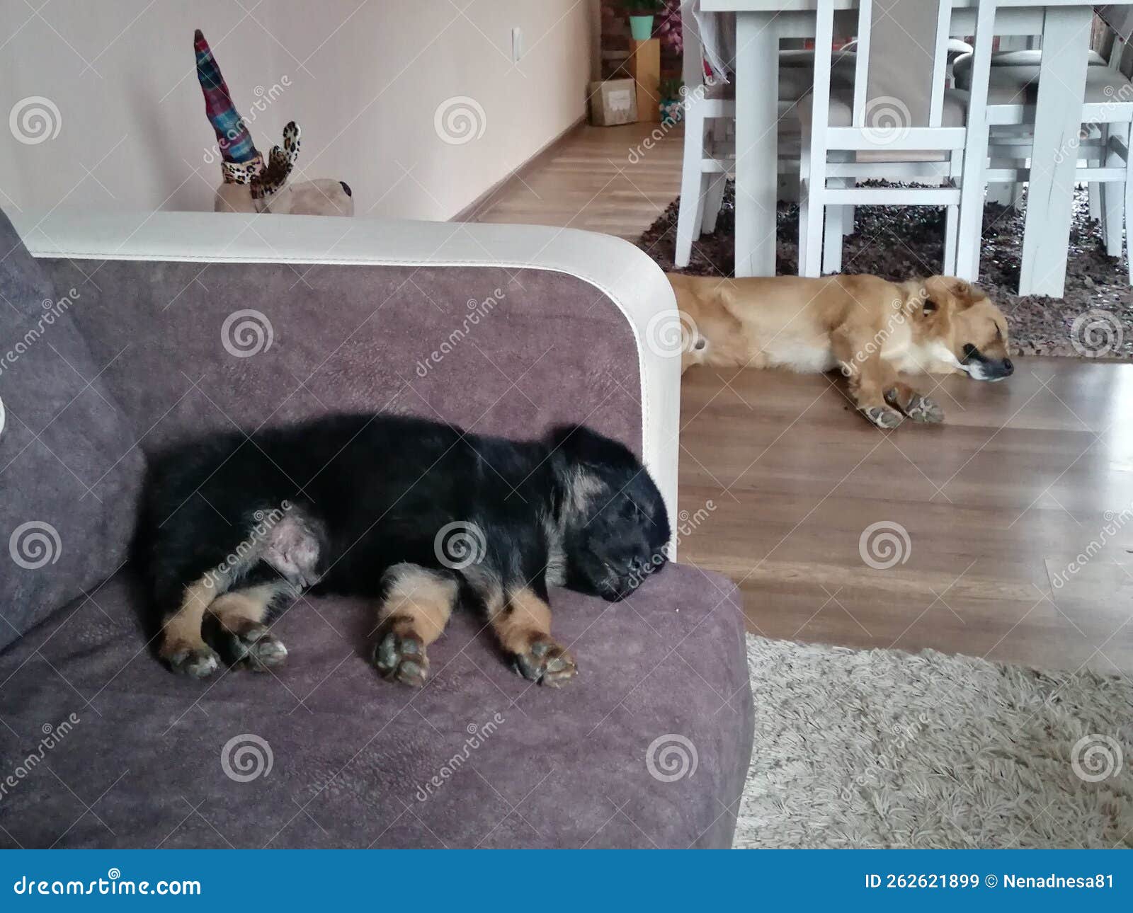 Day Time Napping for Pet Dogs Stock Image - Image of napping, time ...