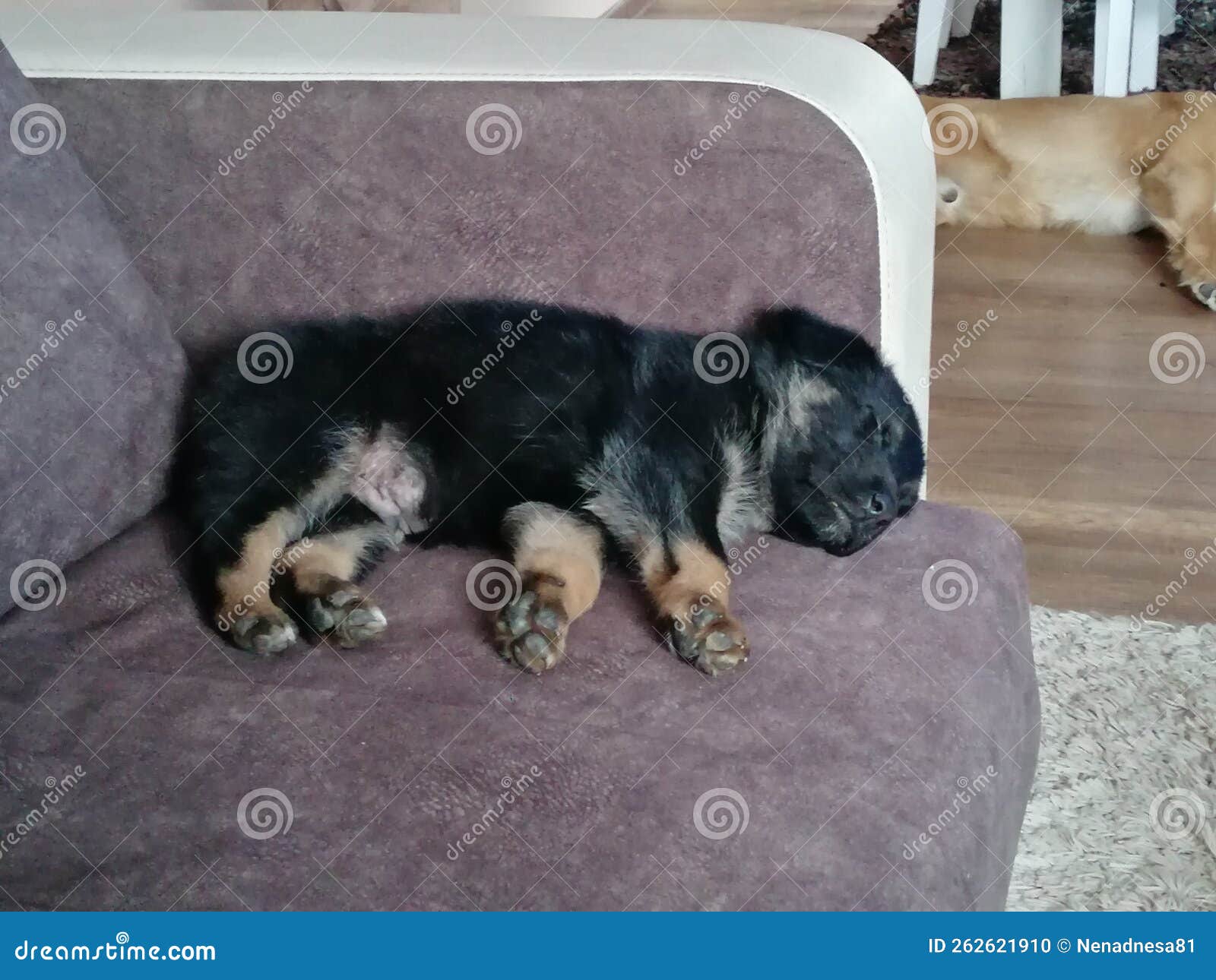 Day Time Napping for Pet Dogs Stock Photo - Image of mammal, whiskers ...