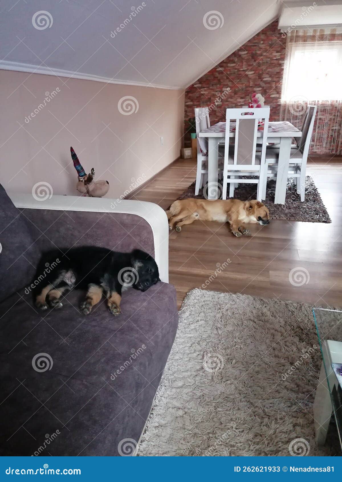 Day Time Napping for Pet Dogs Stock Image - Image of room, floor: 262621933