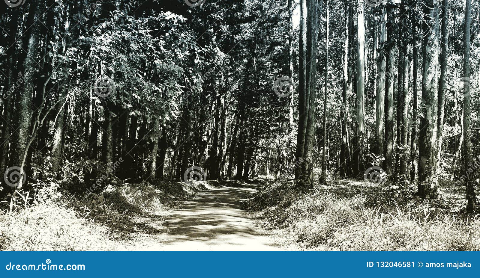 A Day To Take a Walk in the Trees Stock Image - Image of walk, good ...