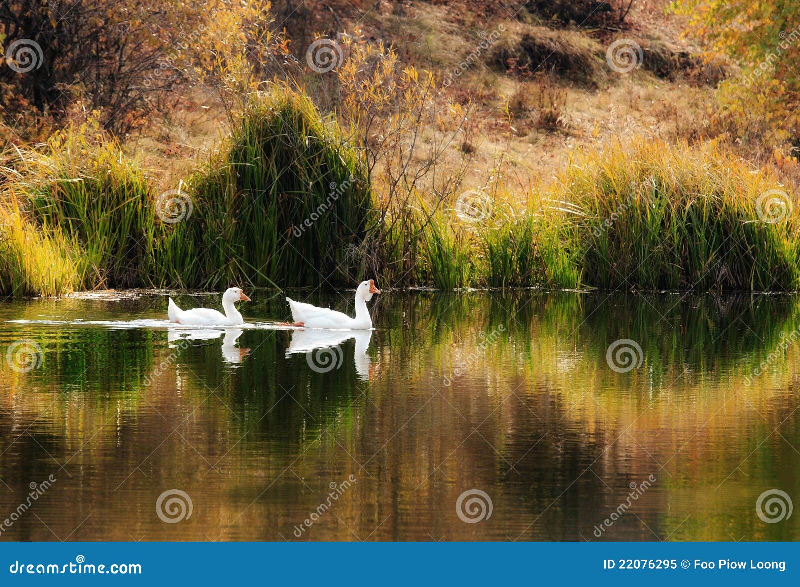 Day View of Autumn Scene at Small Pond Stock Image - Image of couple ...