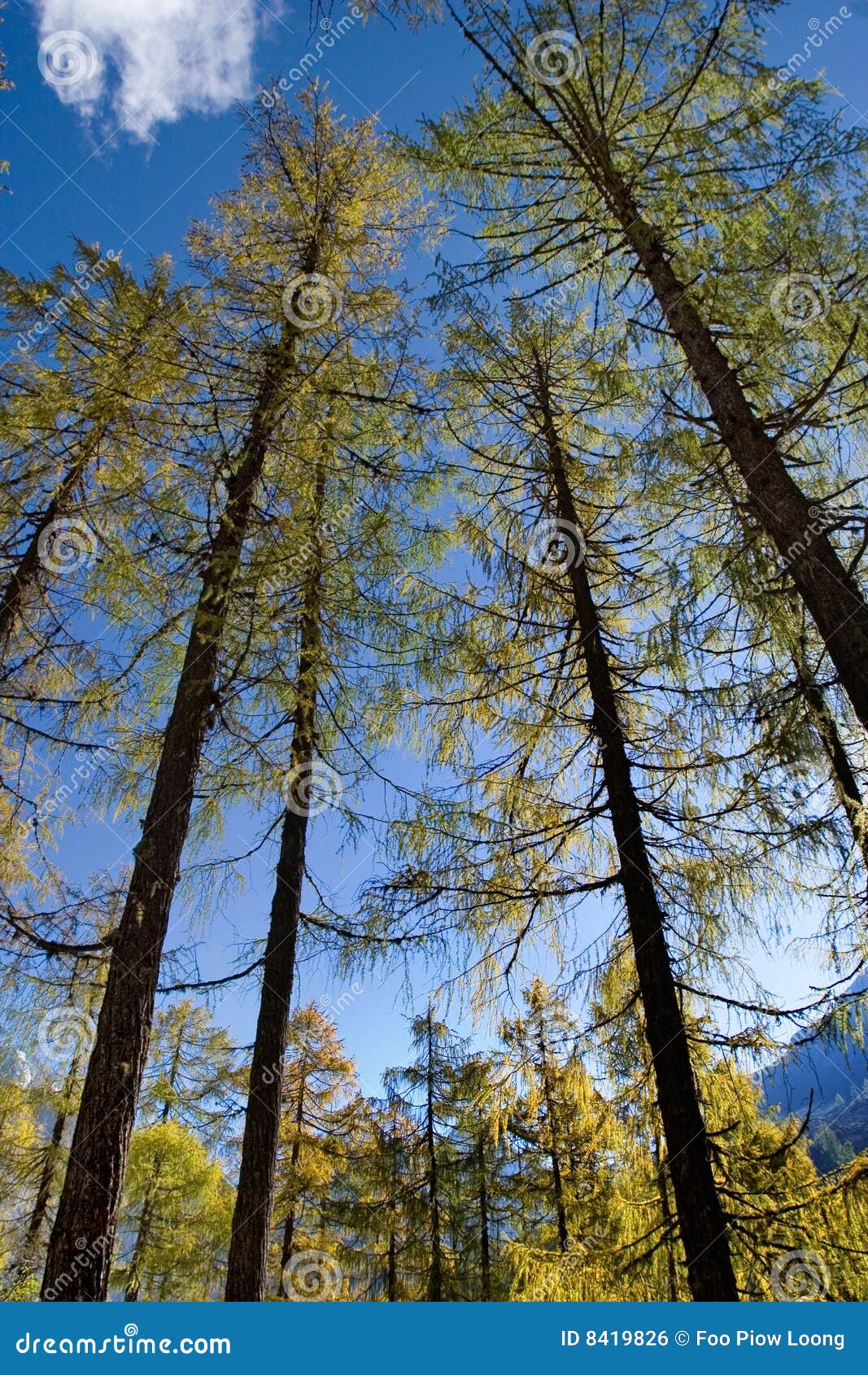 Day View of Pine Trees at Forest of Sichuan Stock Photo - Image of ...
