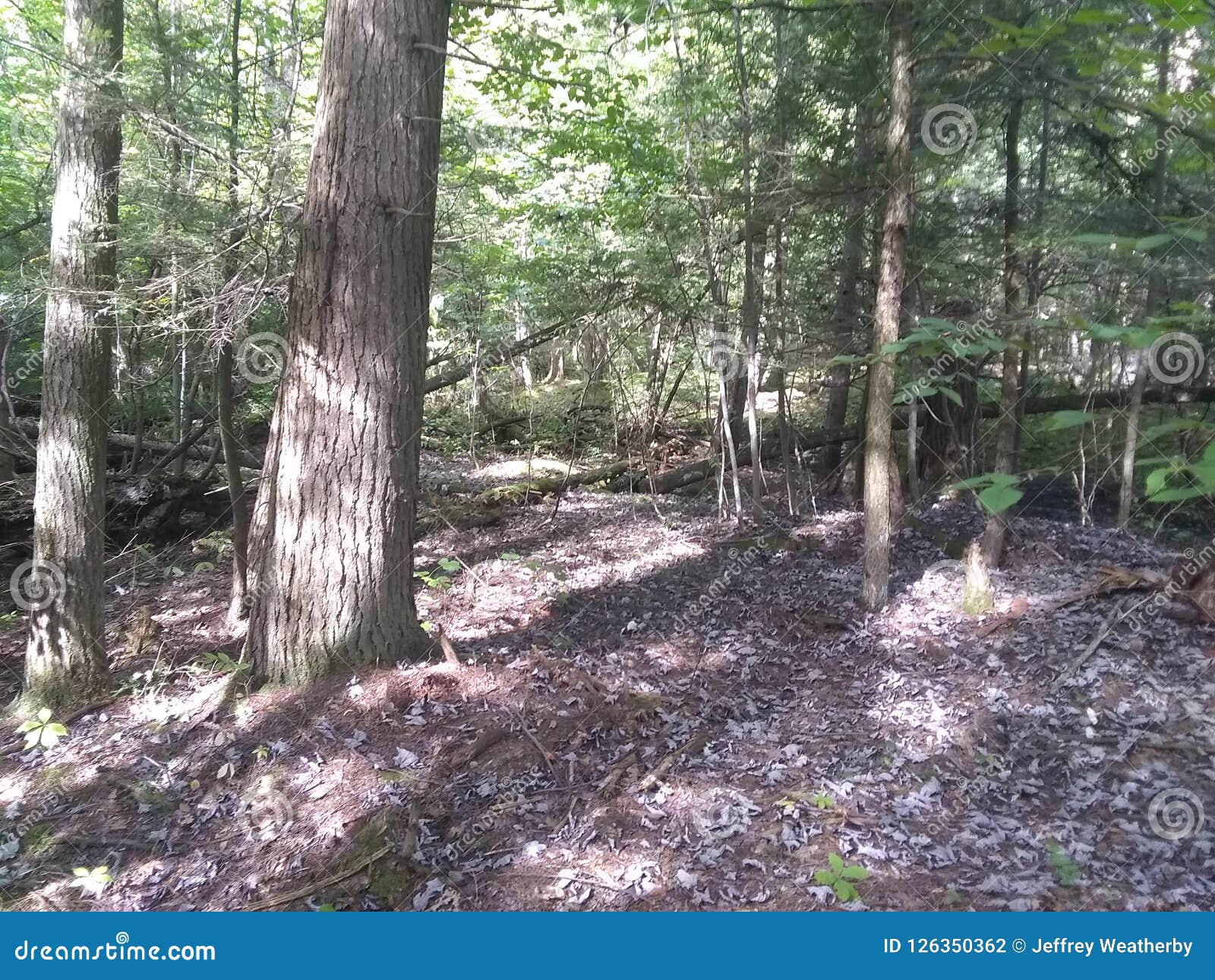 A day in the woods stock photo. Image of fall, walk - 126350362