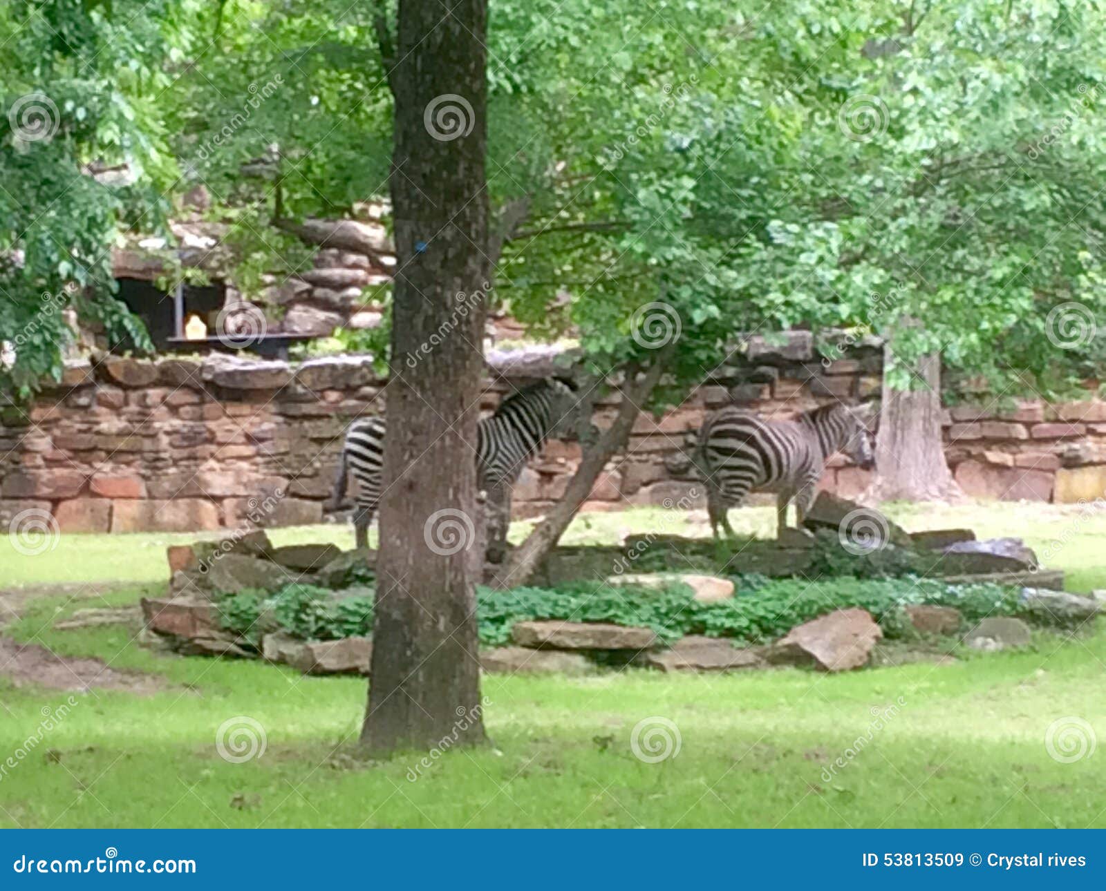 Day at the Zoo Zebras Relaxing Stock Image - Image of chilling, shade ...