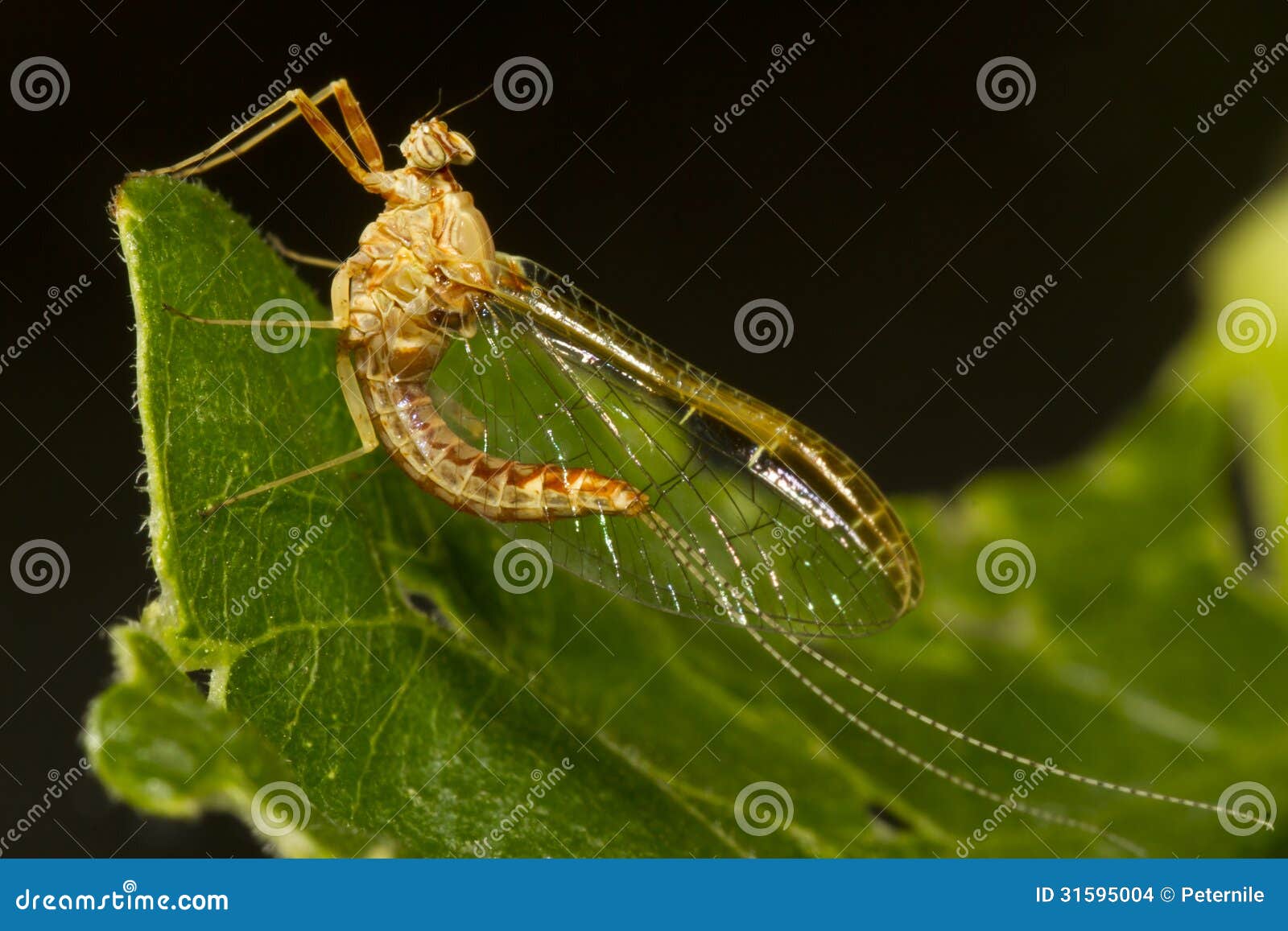 Dayfly stock photo. Image of dayfly, mayfly, small, insect - 31595004