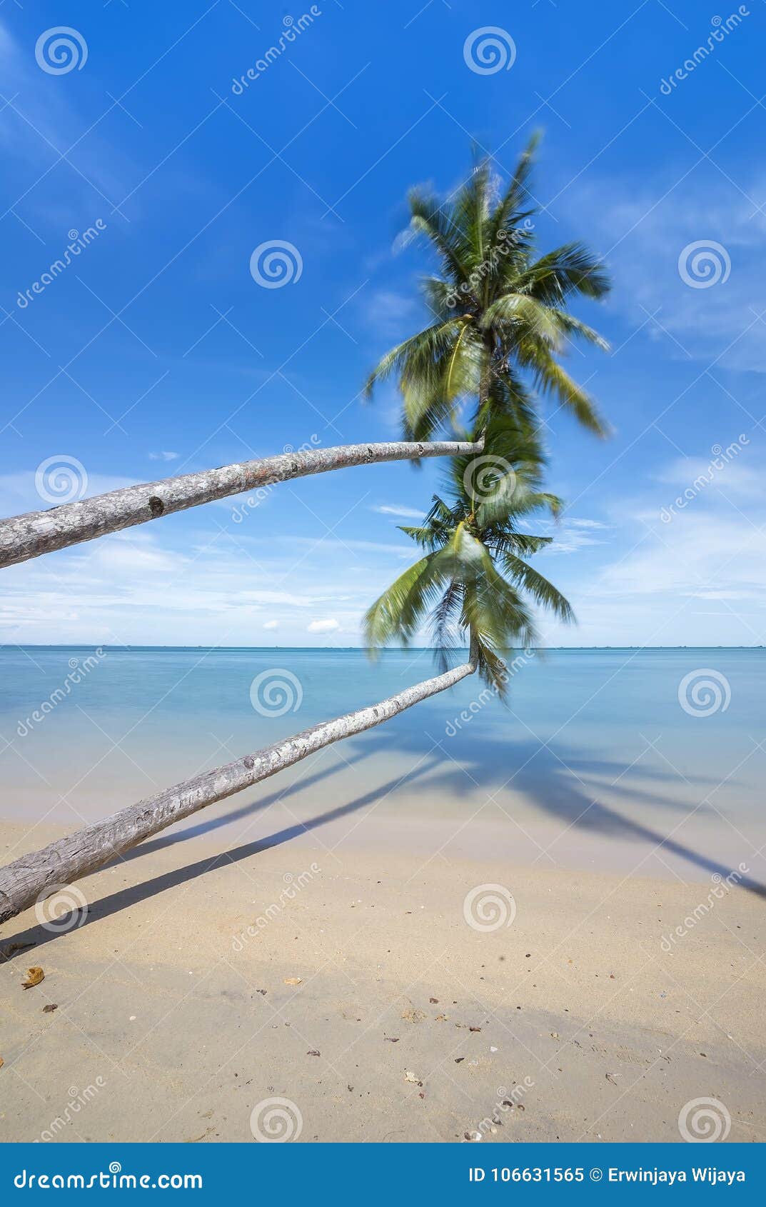 Daylight Double Coconut Tree of the Clean Beach Stock Image - Image of ...