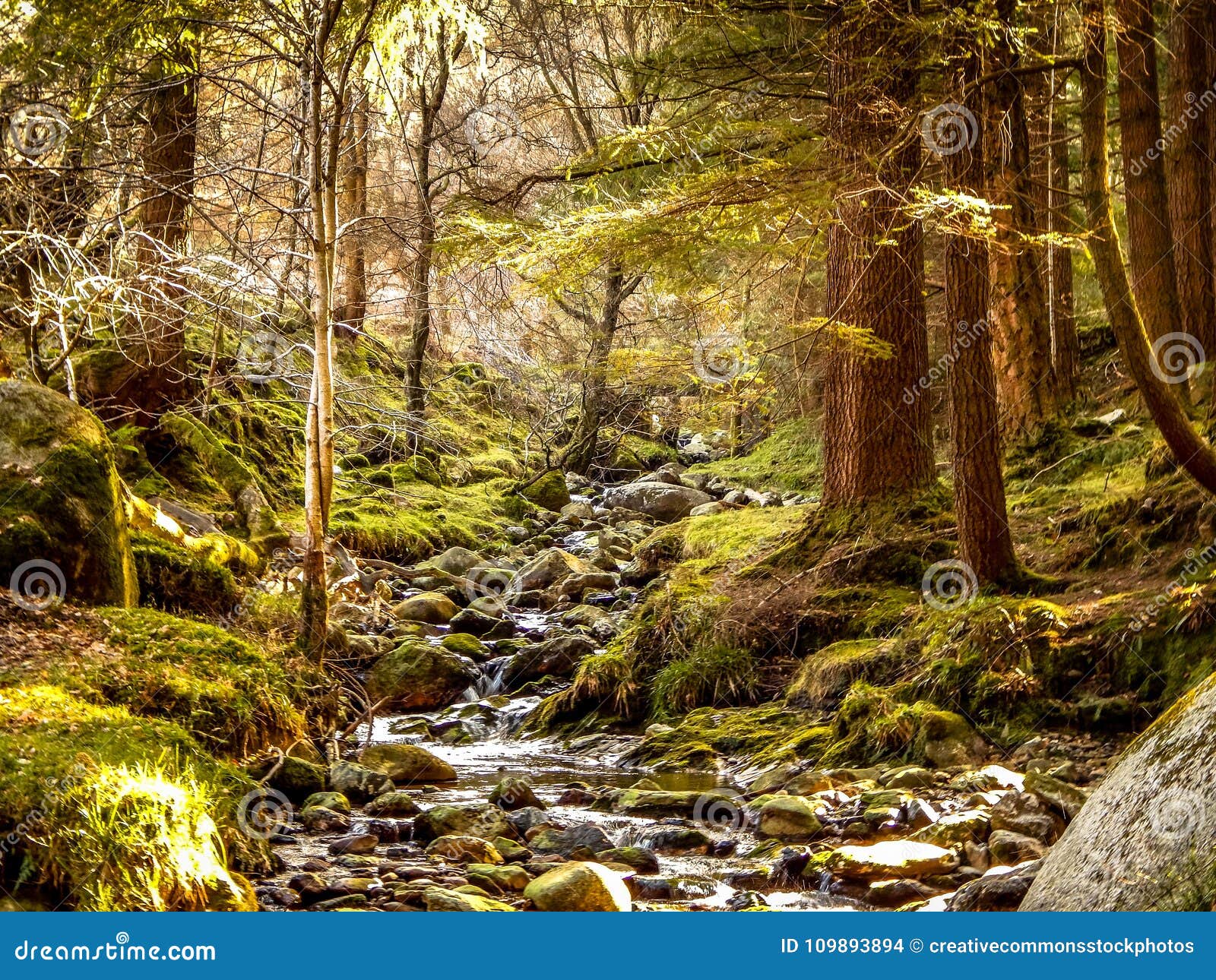 Daylight, Environment, Forest Picture. Image: 109893894