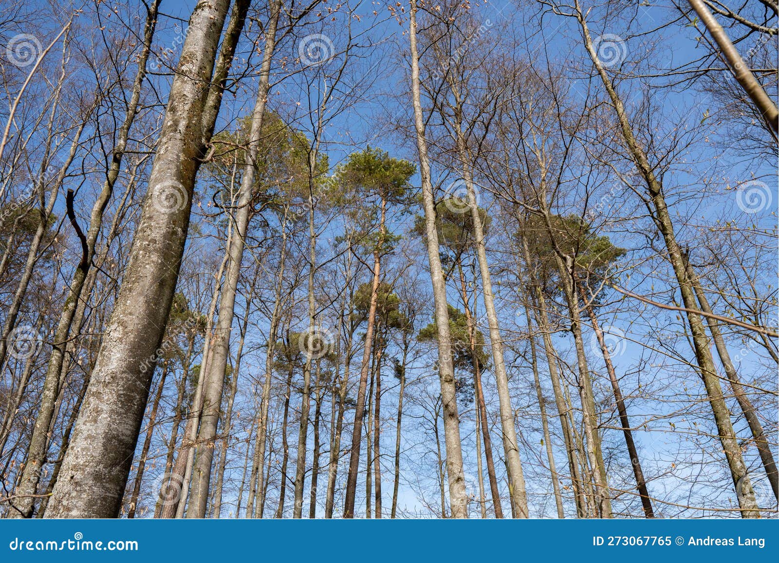 Daylight Forest Trees with a Blue Sky Stock Image - Image of summer ...