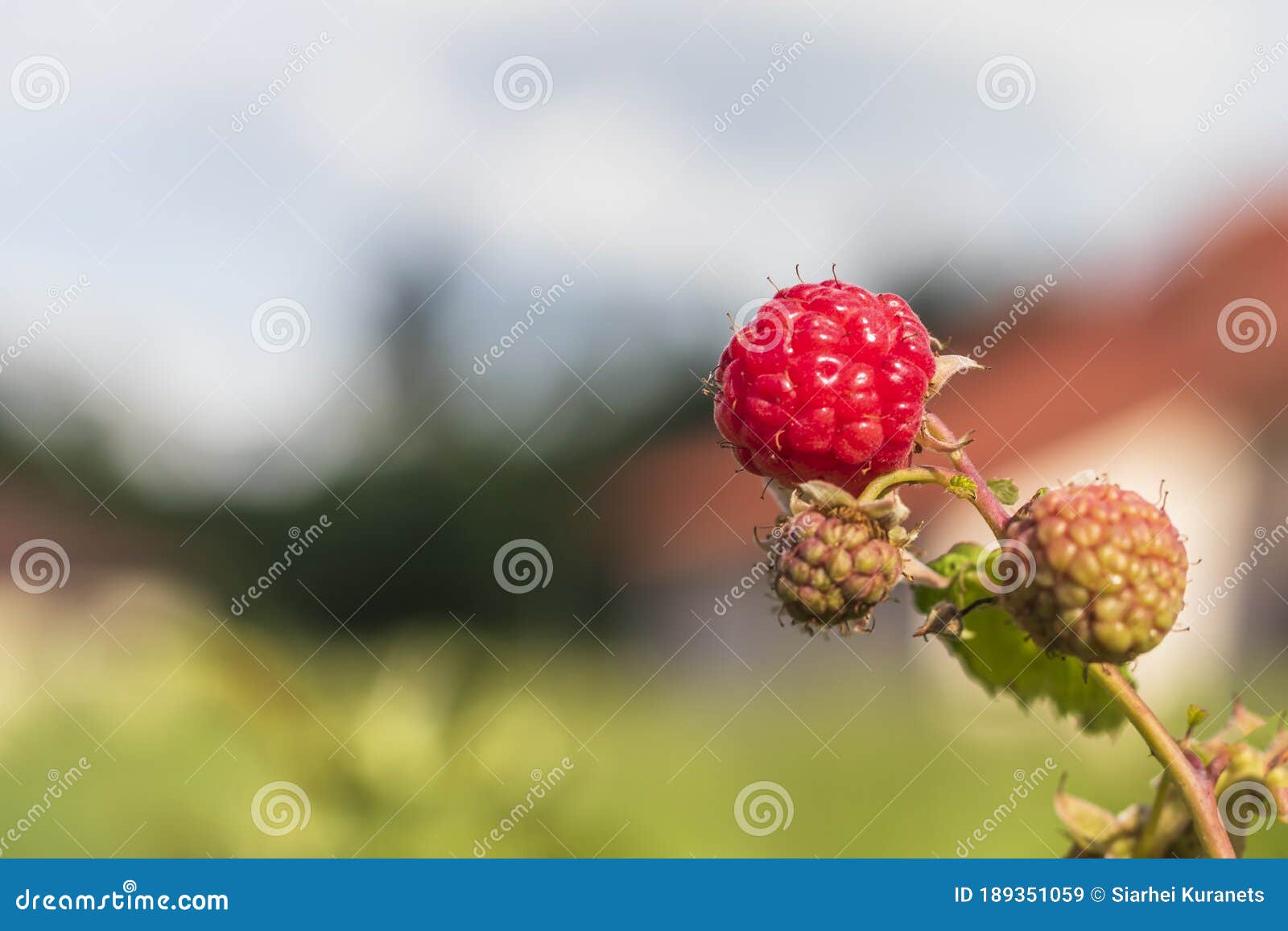 Sun Ripened Raspberry Stock Photos - Free & Royalty-Free Stock Photos ...