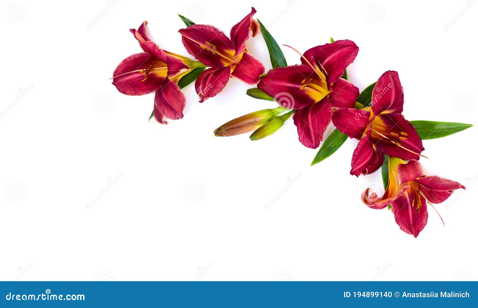 Daylily Red Magic on a White Background with Space for Text. Top View ...