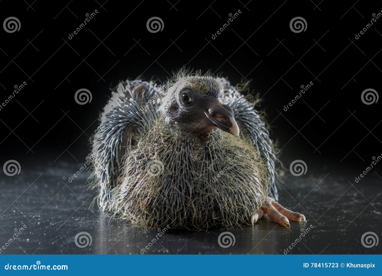 11days Babies Pigeon Bird Lying On Black Background Stock Image ...