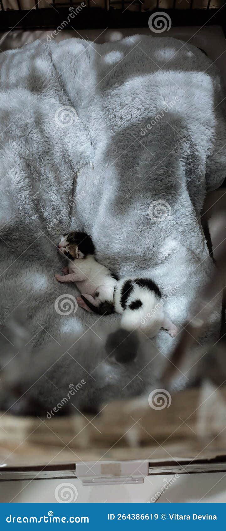 3 Days after Birth Cute Baby Cat Stock Image - Image of birth, baby ...