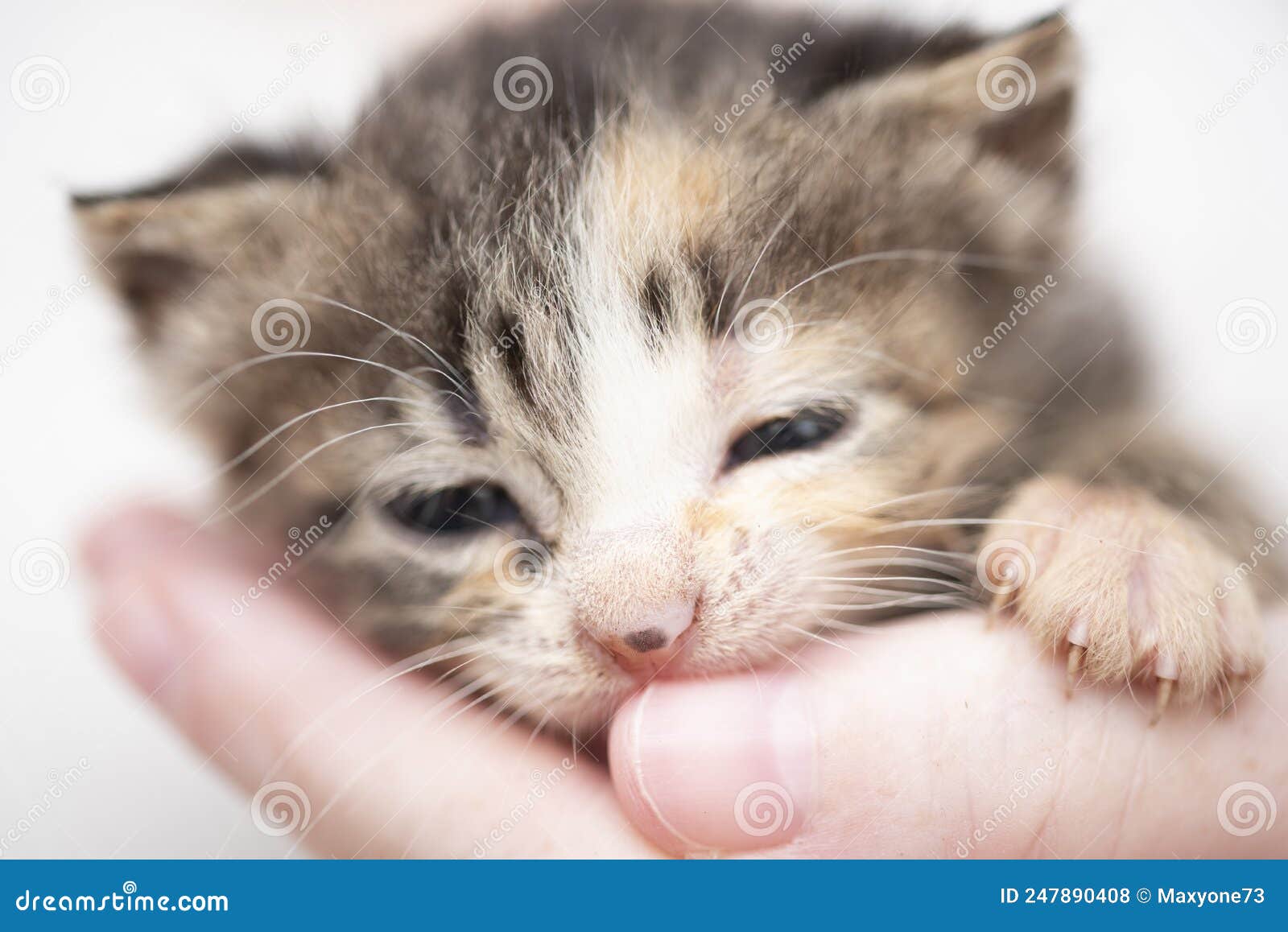 15 Days Old Kitten Feeling Protected and Sleeping in Its Human Mama ...