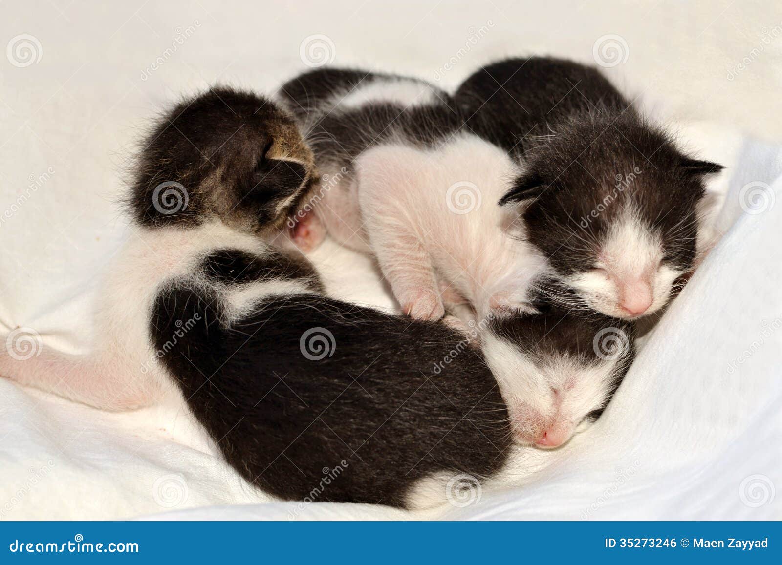 3 days old kittens stock photo. Image of babies, small - 35273246