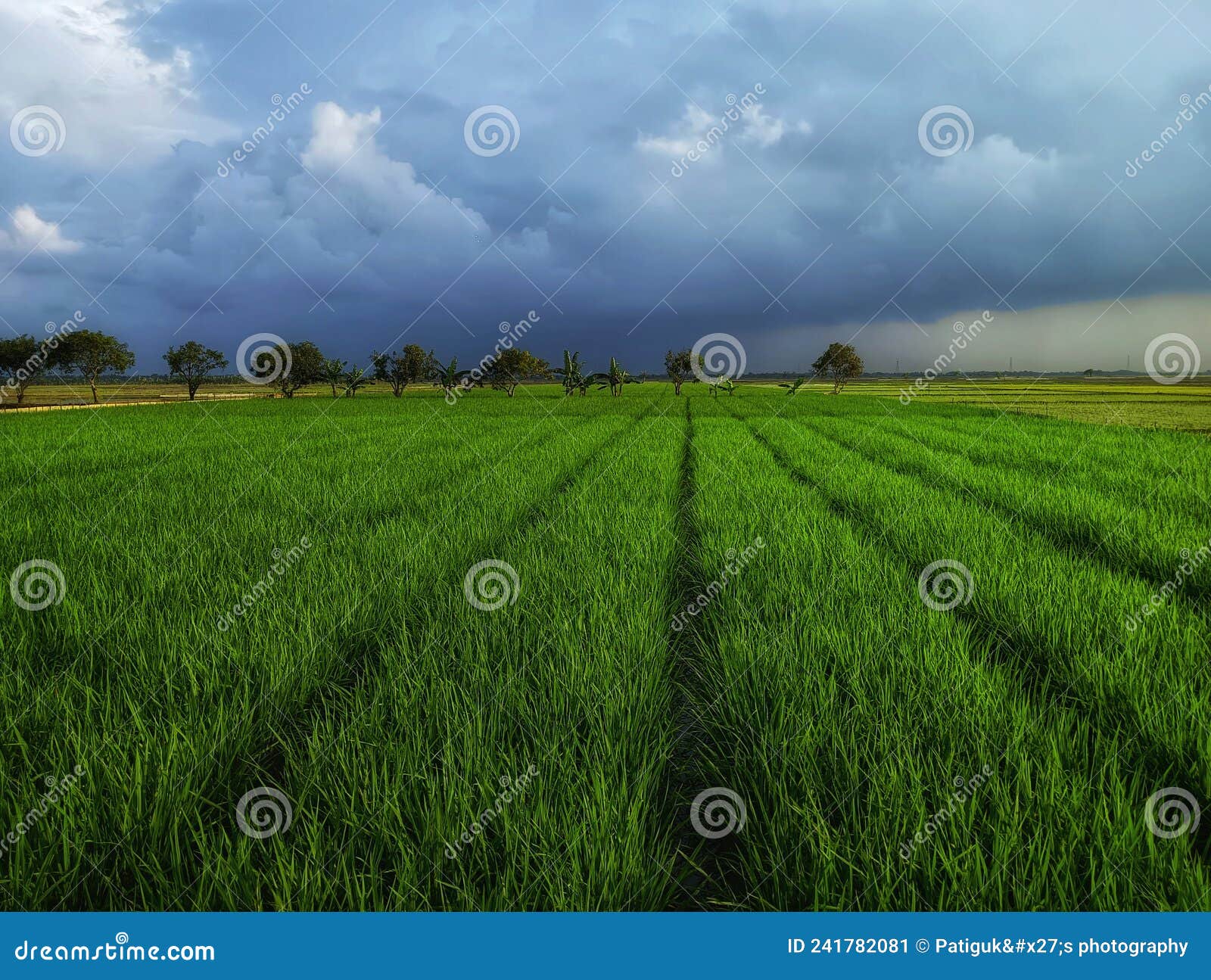 40 Days Old Rice Fields with Cloudy Weather. in Indonesia Stock Image ...