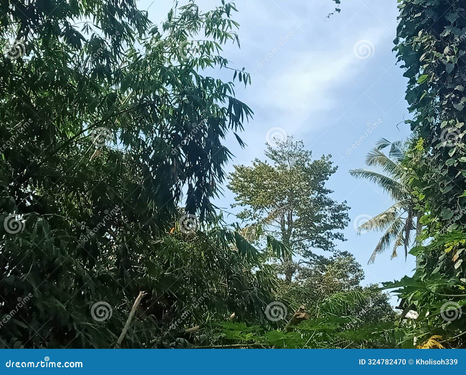 Daytime Atmosphere with Various Trees and Plants Stock Photo - Image of ...